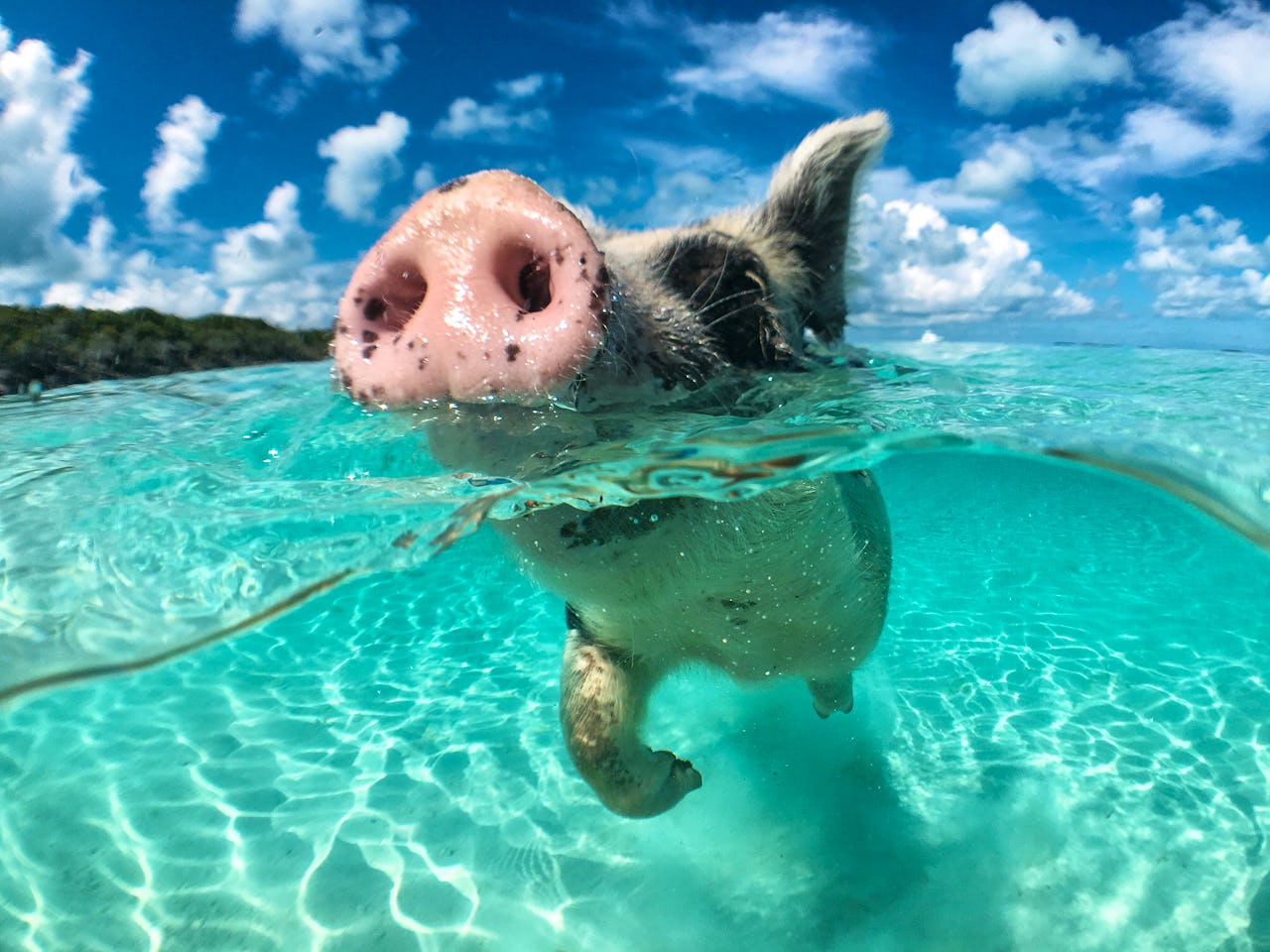 Uncover Pig’s Paradise in Antigua and Barbuda with a Local Driver with ...