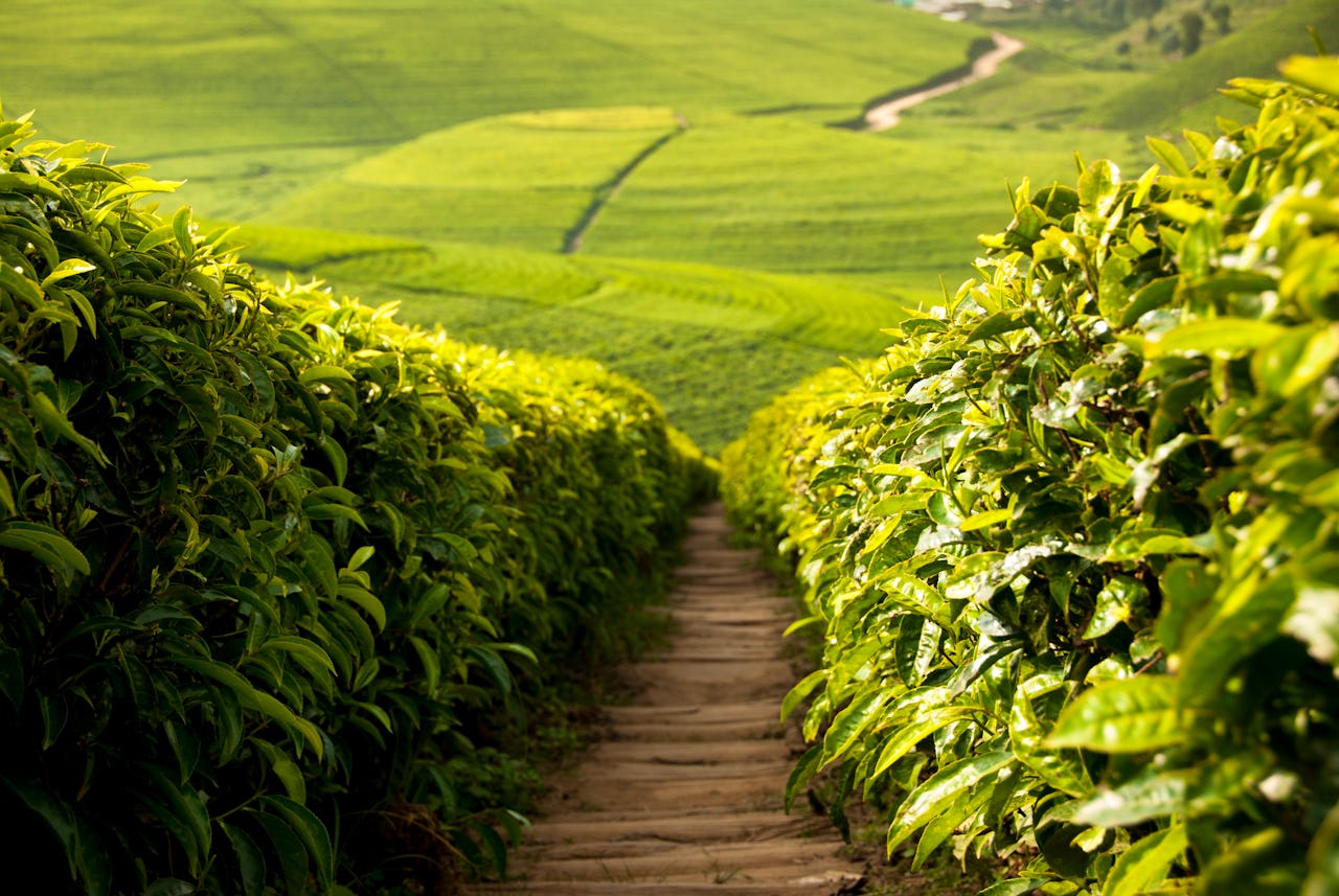 Explore Teza Tea Factory in Burundi with a Local Driver with a Daytrip ...
