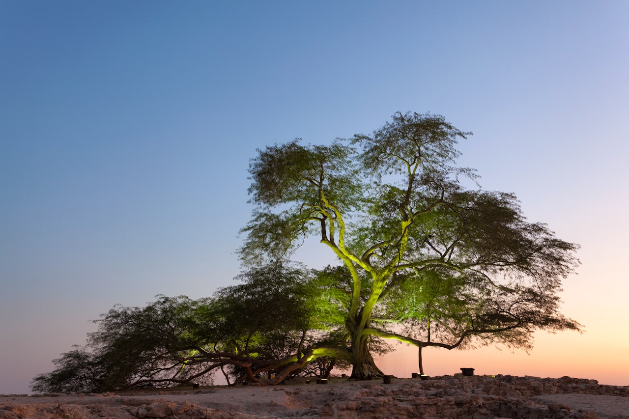 Explore Tree of Life in Bahrain with a Private Driver with a Daytrip ...