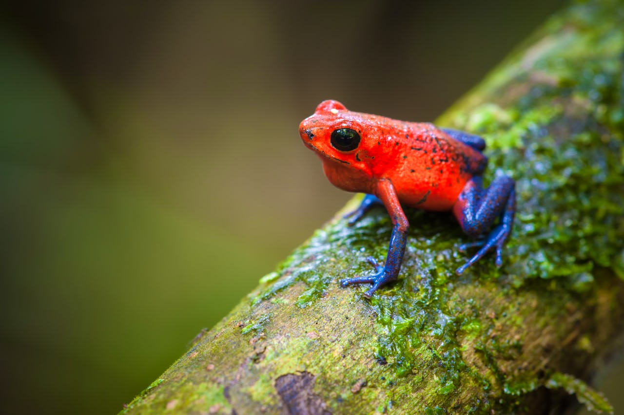 Discover Frogs Heaven in Costa Rica with a Private Driver with a ...