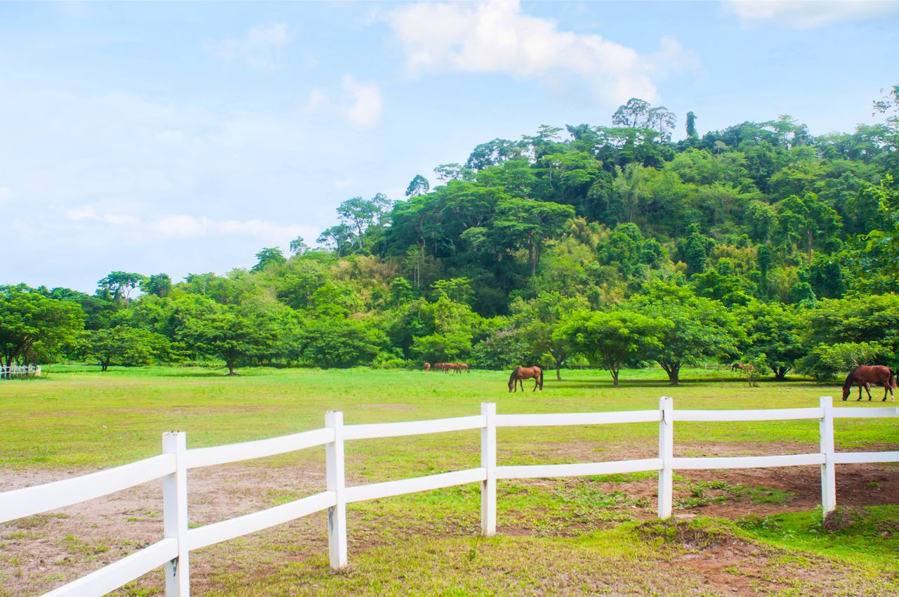 Discover Mitra's Ranch in Philippines with a Local Driver with a ...