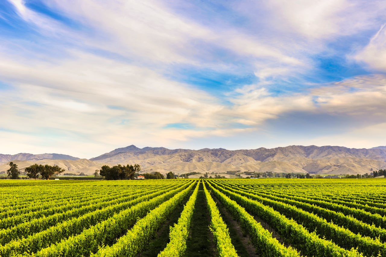 Uncover Palliser Estate Winery in New Zealand with a Local Driver with ...