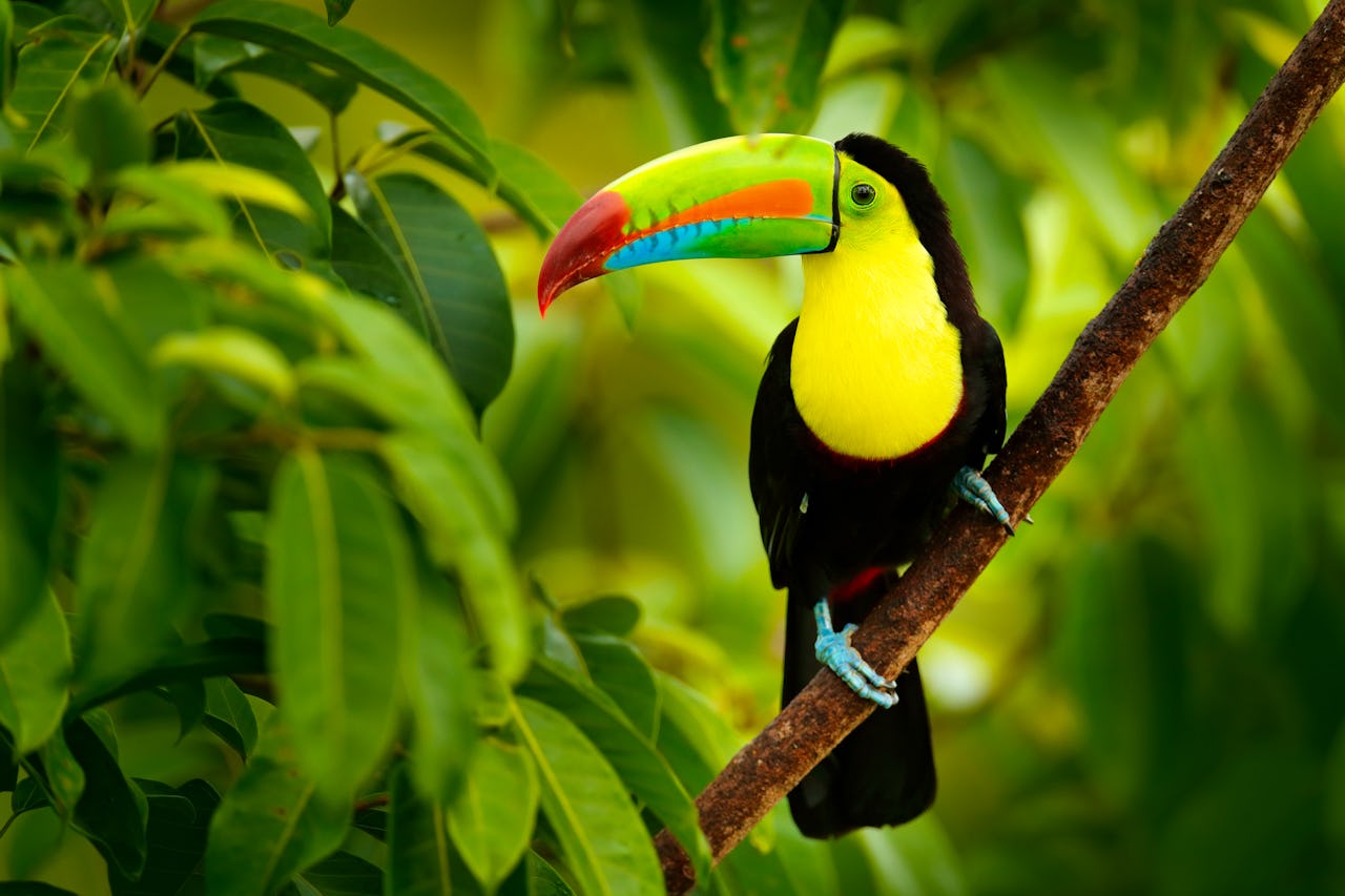 Explore Proyecto Asis in Costa Rica with Optional Sightseeing with a Daytrip Car Journey