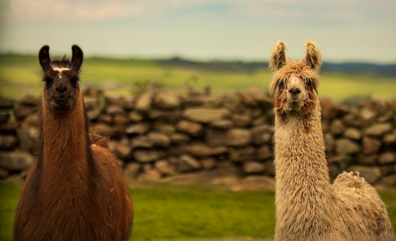 Explore Waterfall Alpaca Farm in Ireland with Optional Sightseeing with a Daytrip Car Trip